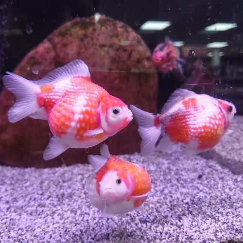 Pearlscale Fancy Goldfish for sale at Shirley Aquatics UK